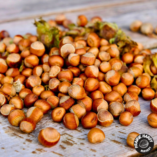 Prairie Hardy Nursery | Artisan Nursery of Edible and Unique Trees