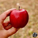 Apple Trees – Prairie Hardy Nursery