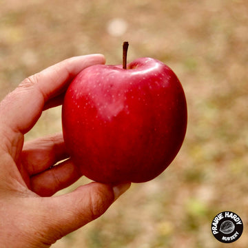 Apple Trees – Prairie Hardy Nursery