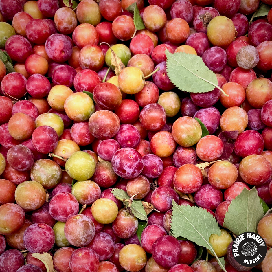 Plum Trees – Prairie Hardy Nursery