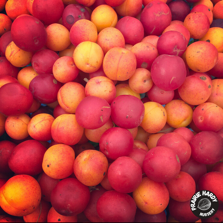 Plum Trees – Prairie Hardy Nursery