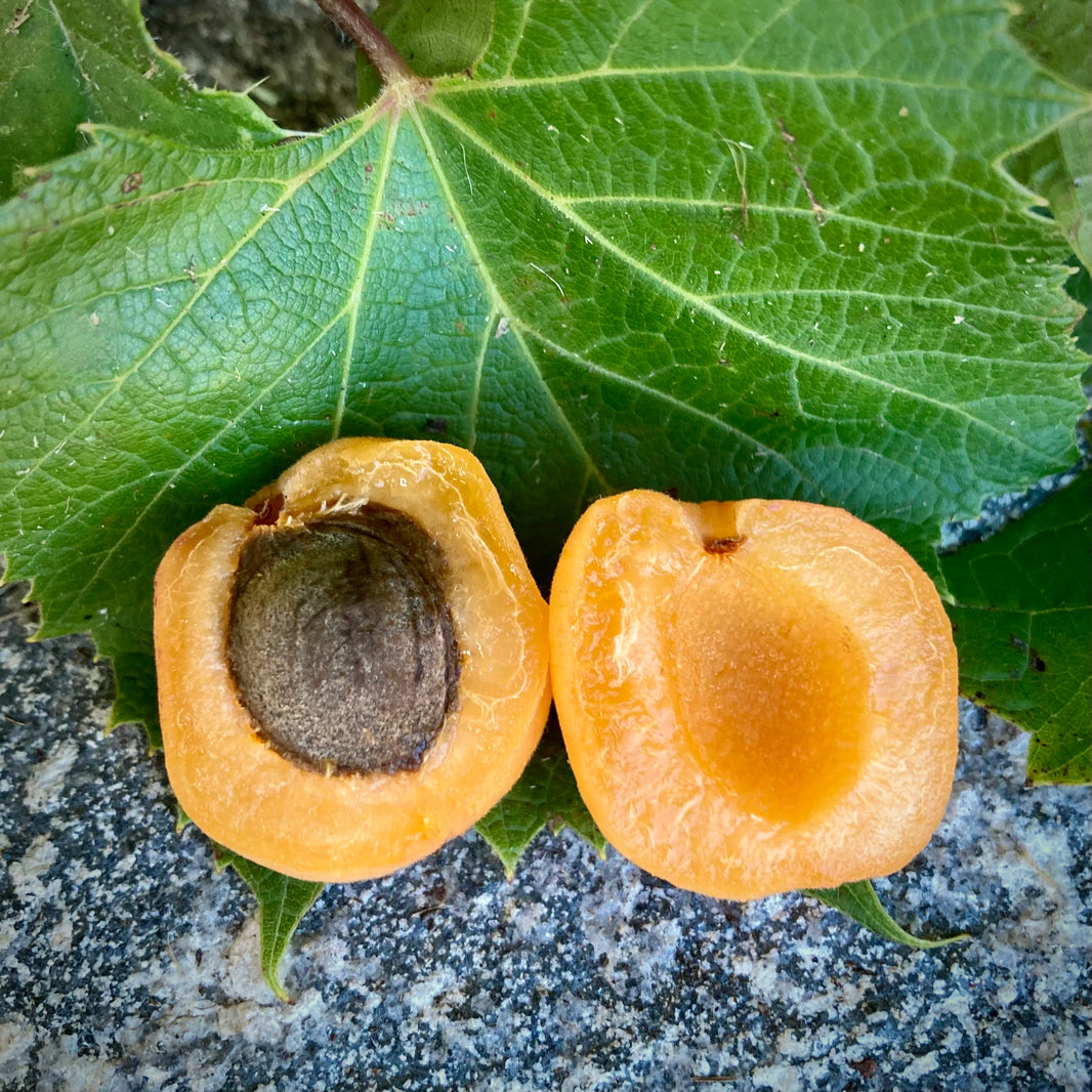 Apricot Trees – Prairie Hardy Nursery