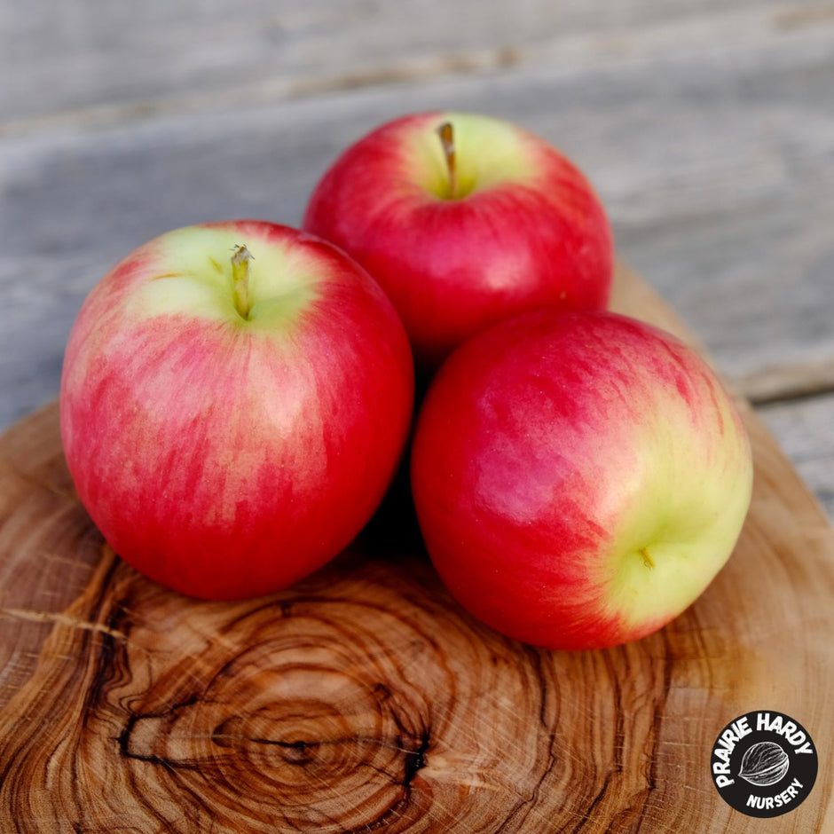 Apple Trees – Prairie Hardy Nursery