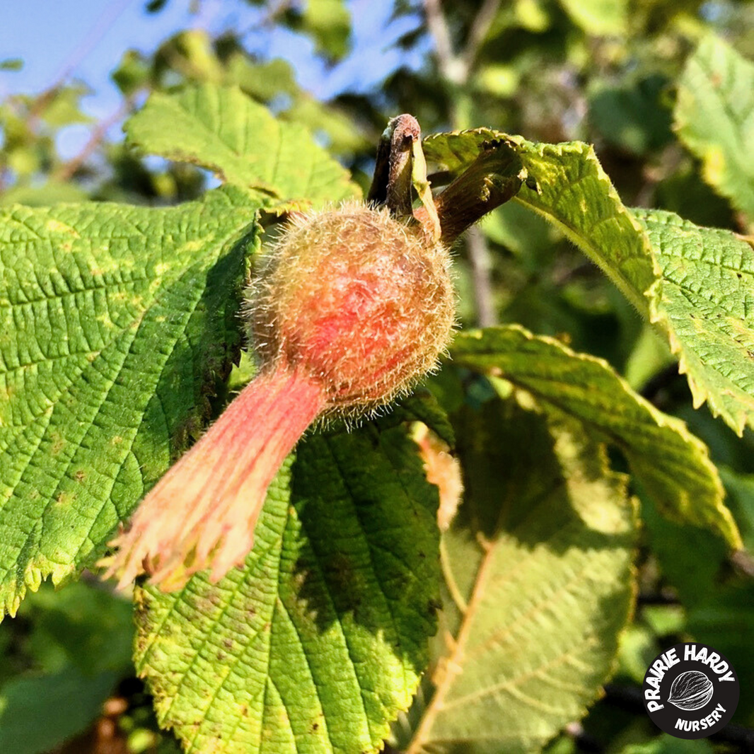 Nut Trees – Prairie Hardy Nursery