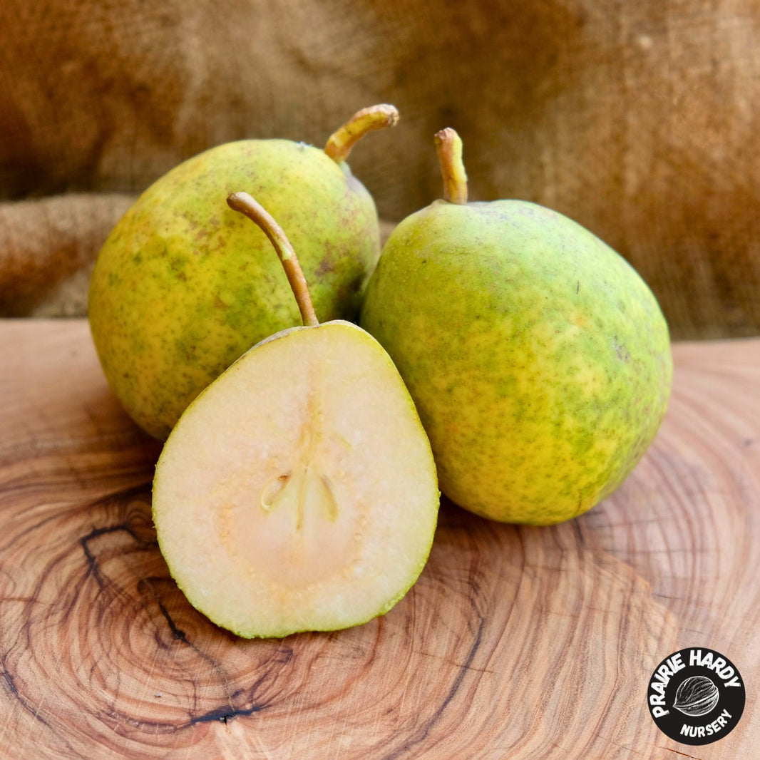 Pear Trees – Prairie Hardy Nursery