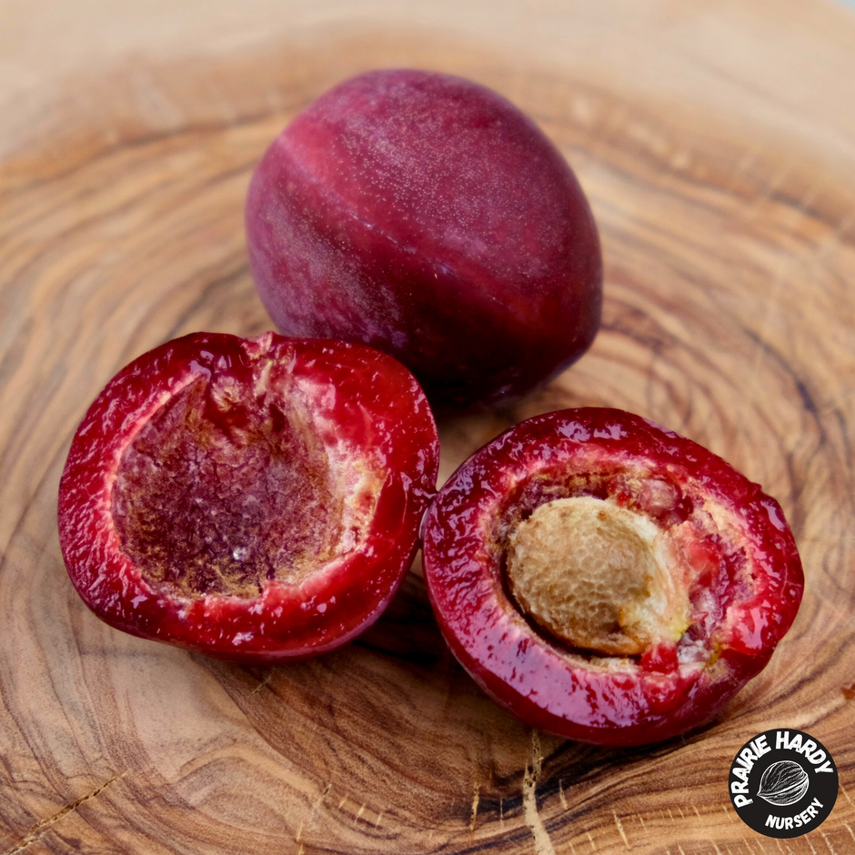 Plum Trees – Prairie Hardy Nursery