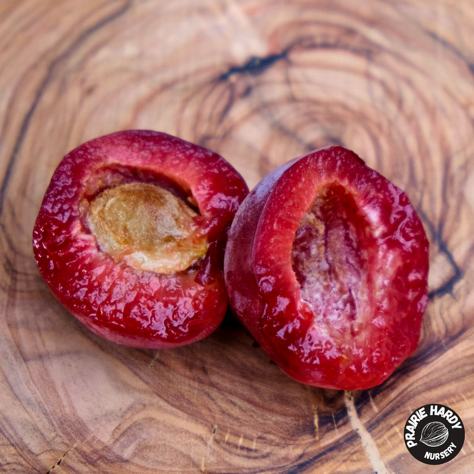 Plum Trees – Prairie Hardy Nursery