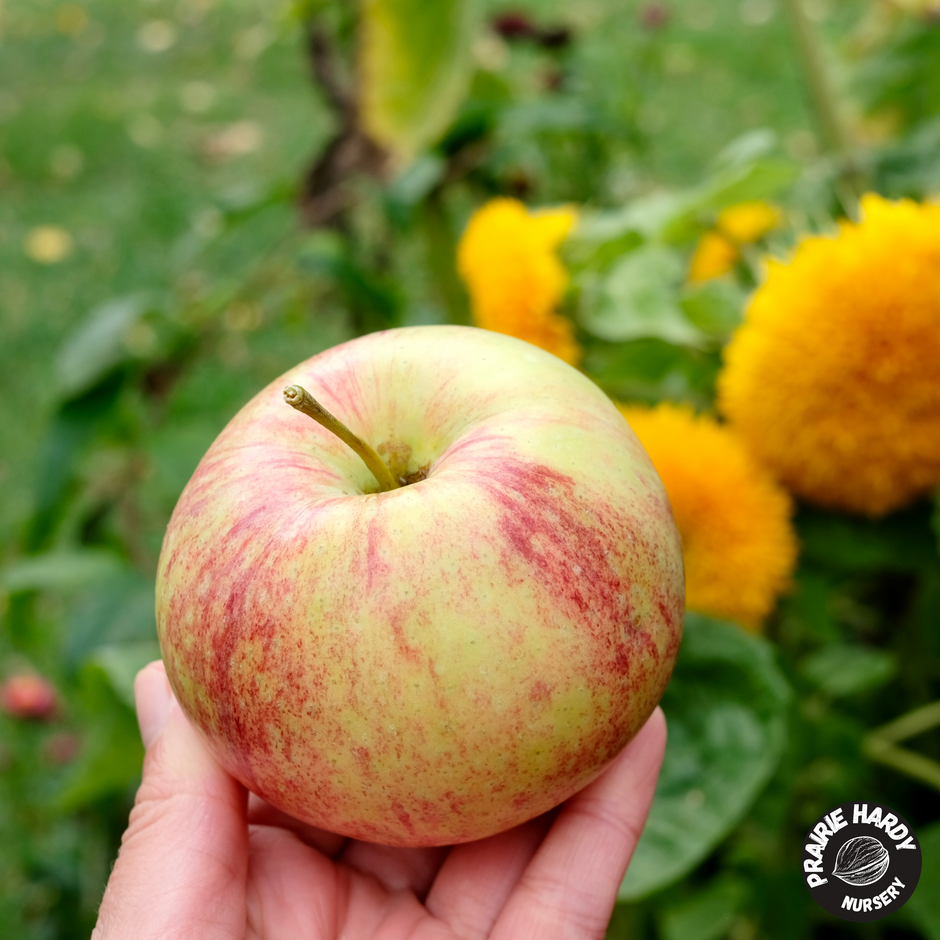 Apple Trees – Prairie Hardy Nursery