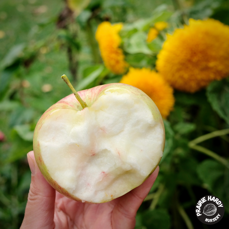 Apple Trees – Prairie Hardy Nursery