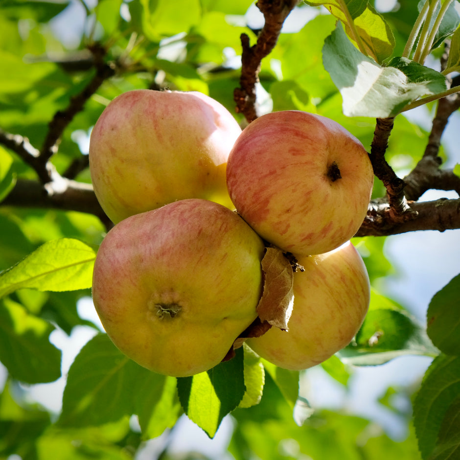 Apple Trees – Prairie Hardy Nursery