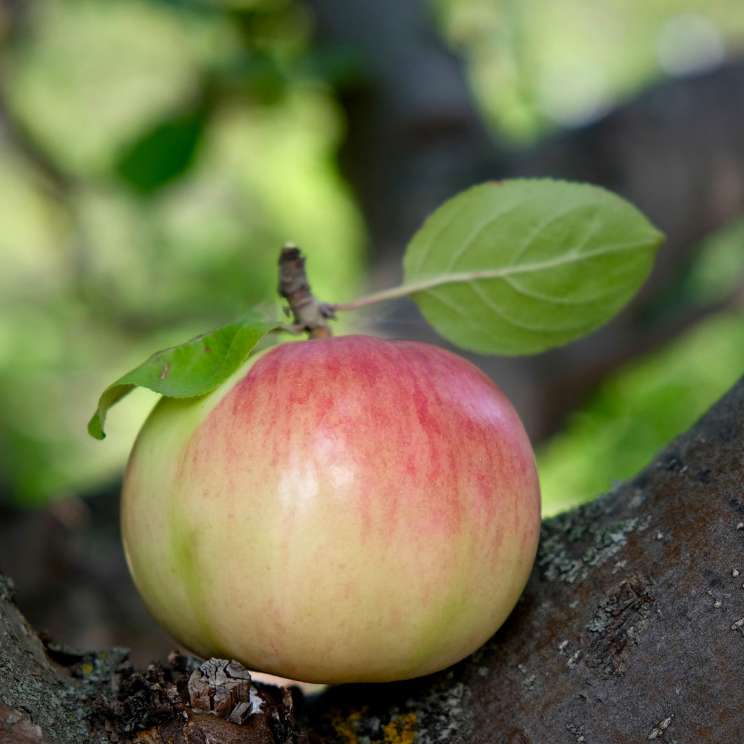 Apple Trees – Prairie Hardy Nursery