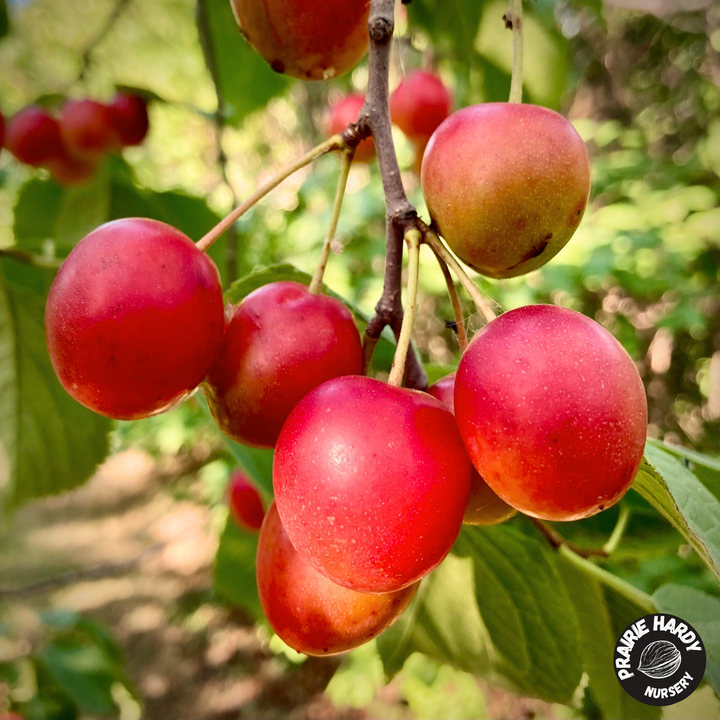 Plum Trees – Prairie Hardy Nursery