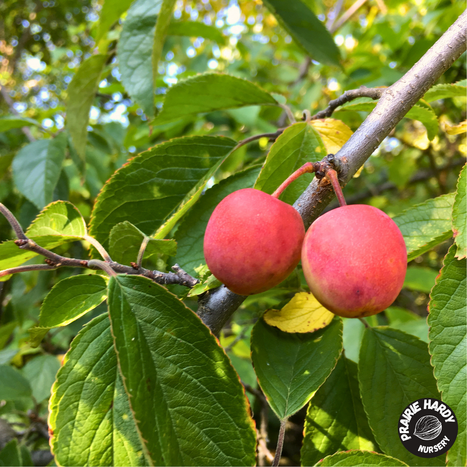 Plum Trees – Prairie Hardy Nursery