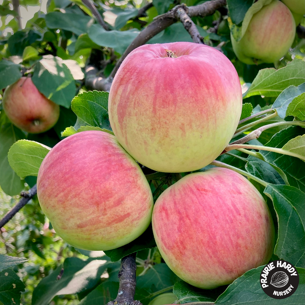 Apple Trees – Prairie Hardy Nursery