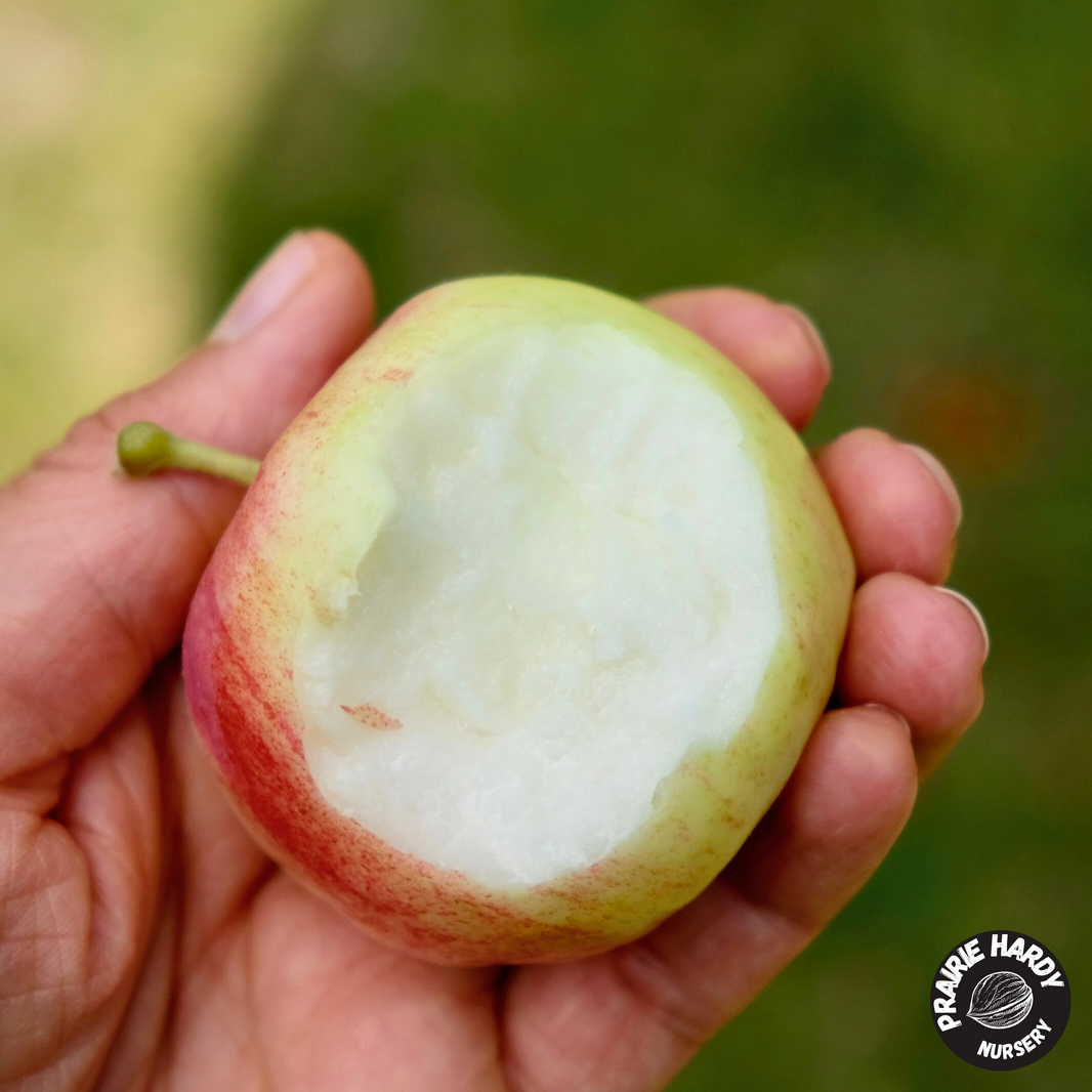 Apple Trees – Prairie Hardy Nursery