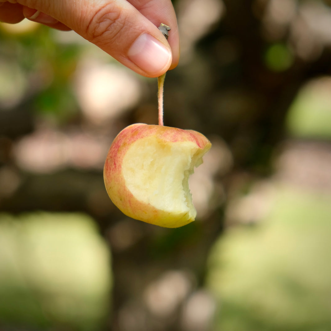 Apple Trees – Prairie Hardy Nursery