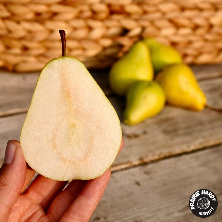 Pear Trees – Prairie Hardy Nursery