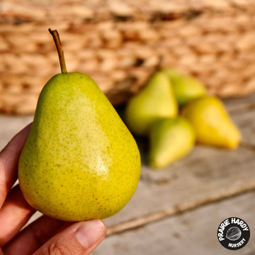 Pear Trees – Prairie Hardy Nursery