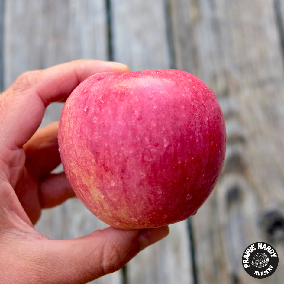 Apple Trees – Prairie Hardy Nursery