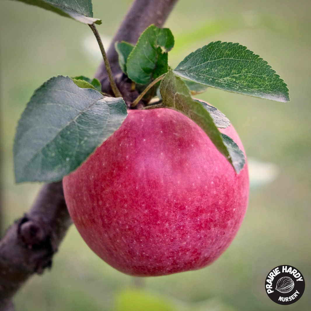 Apple Trees – Prairie Hardy Nursery
