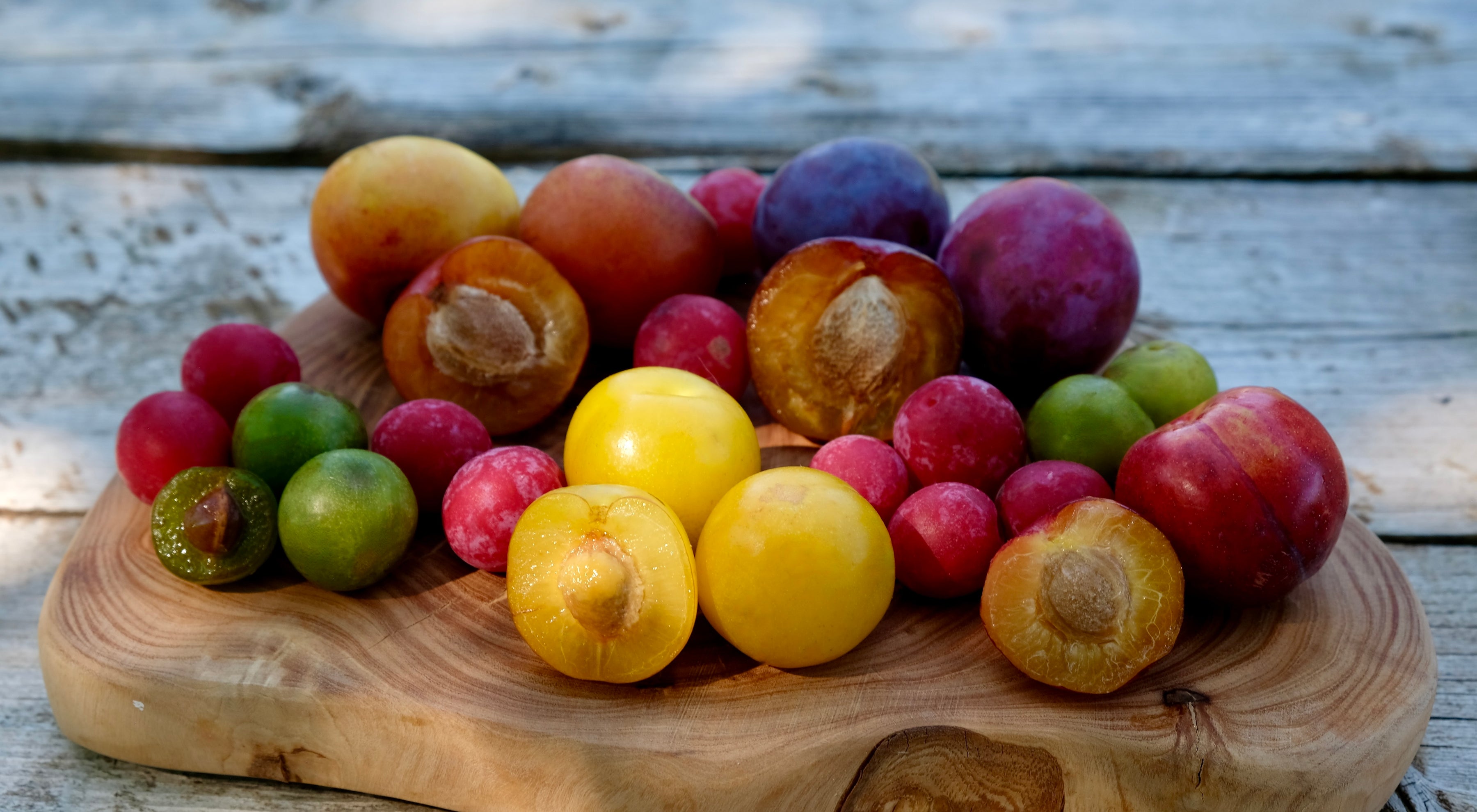 Prairie Hardy Nursery | Artisan Nursery of Edible and Unique Trees