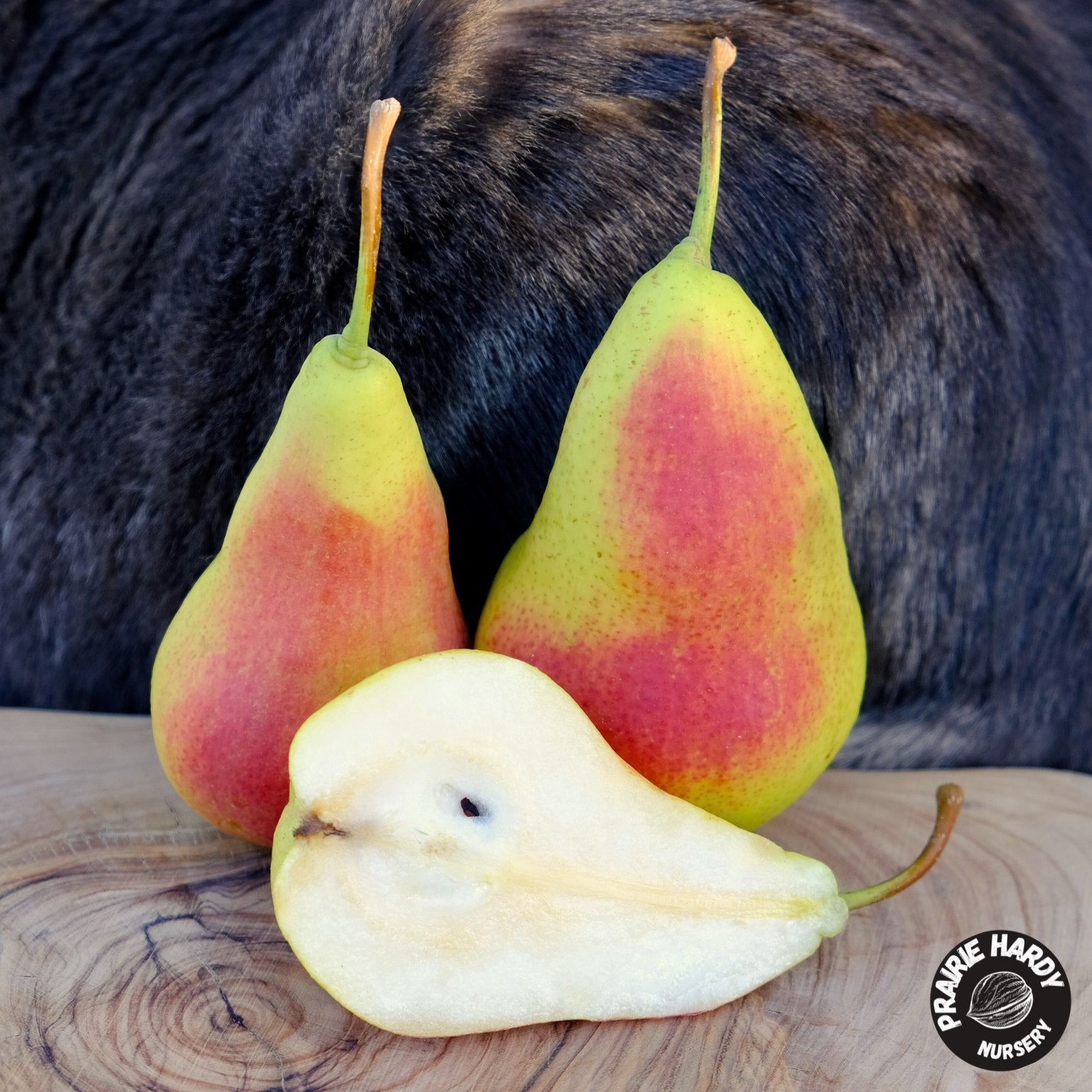 Pear Trees – Prairie Hardy Nursery