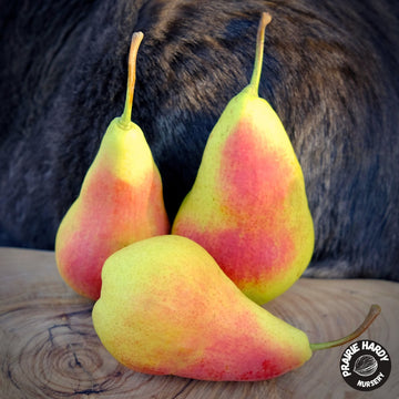 Pear Trees – Prairie Hardy Nursery