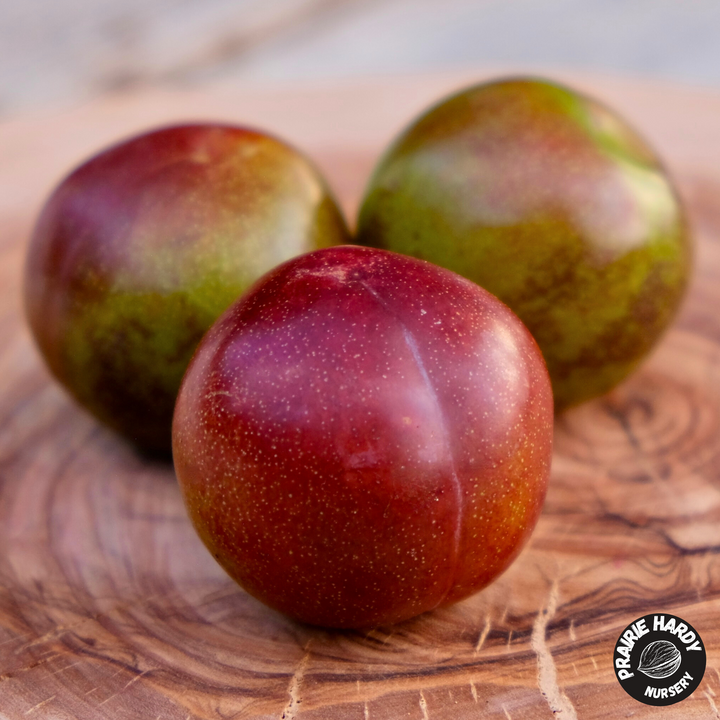 Plum Trees – Prairie Hardy Nursery