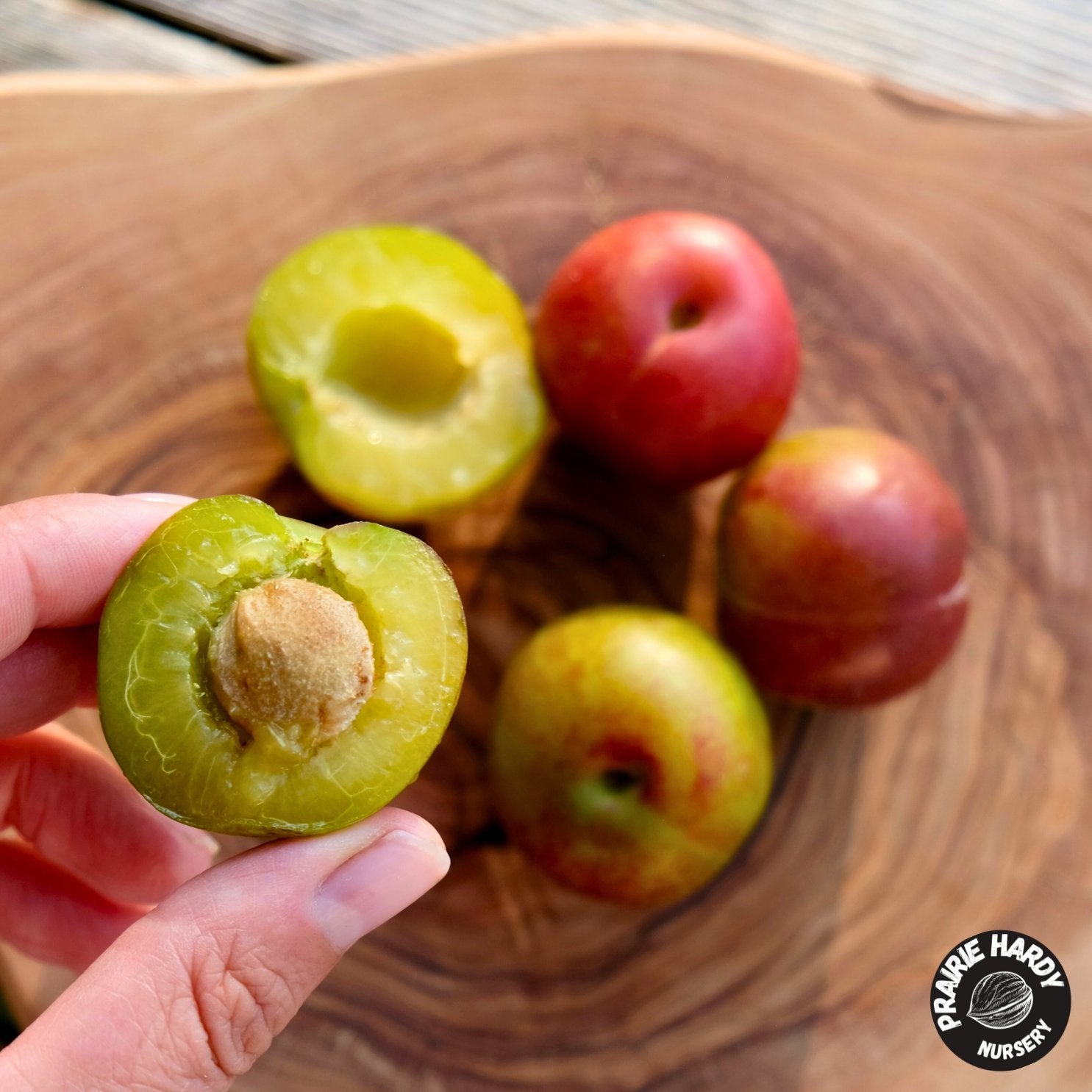 Plum Trees – Prairie Hardy Nursery