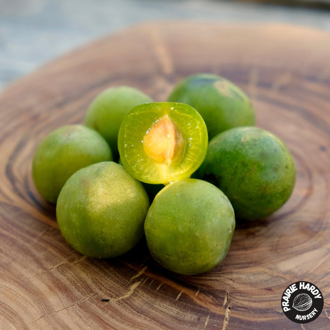 Plum Trees – Prairie Hardy Nursery