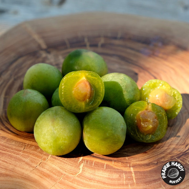 Plum Trees – Prairie Hardy Nursery