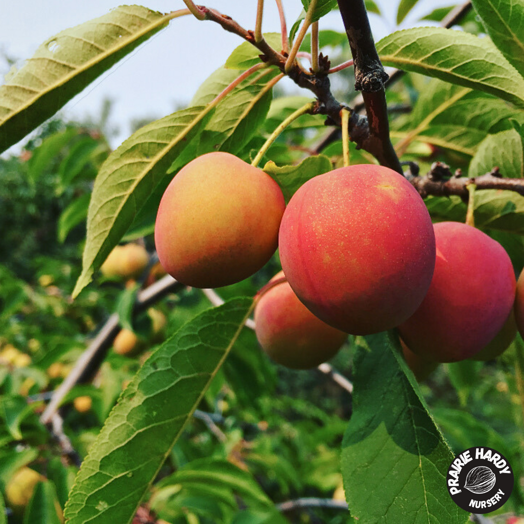 Plum Trees – Prairie Hardy Nursery