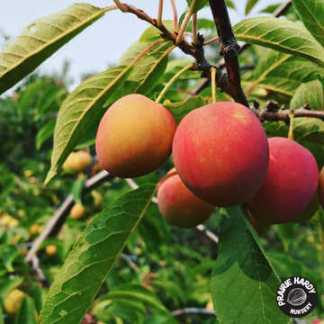 Plum Trees – Prairie Hardy Nursery