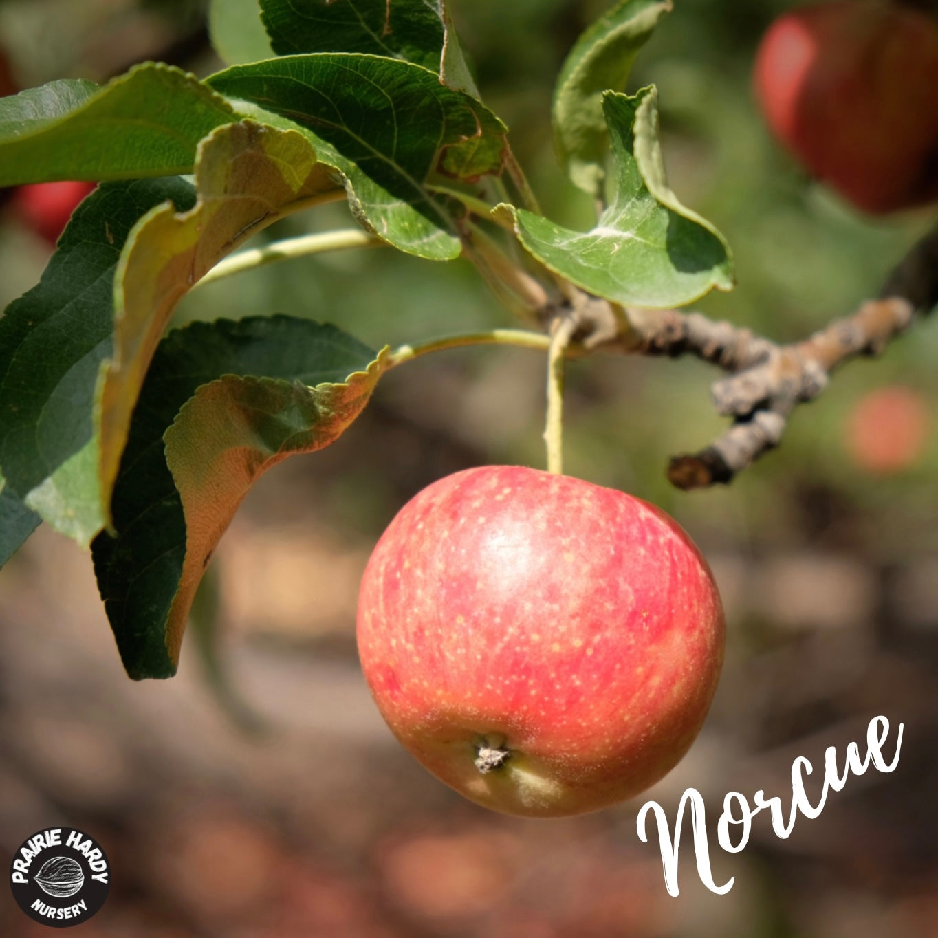 Rare and Heritage Apple Trees – Prairie Hardy Nursery