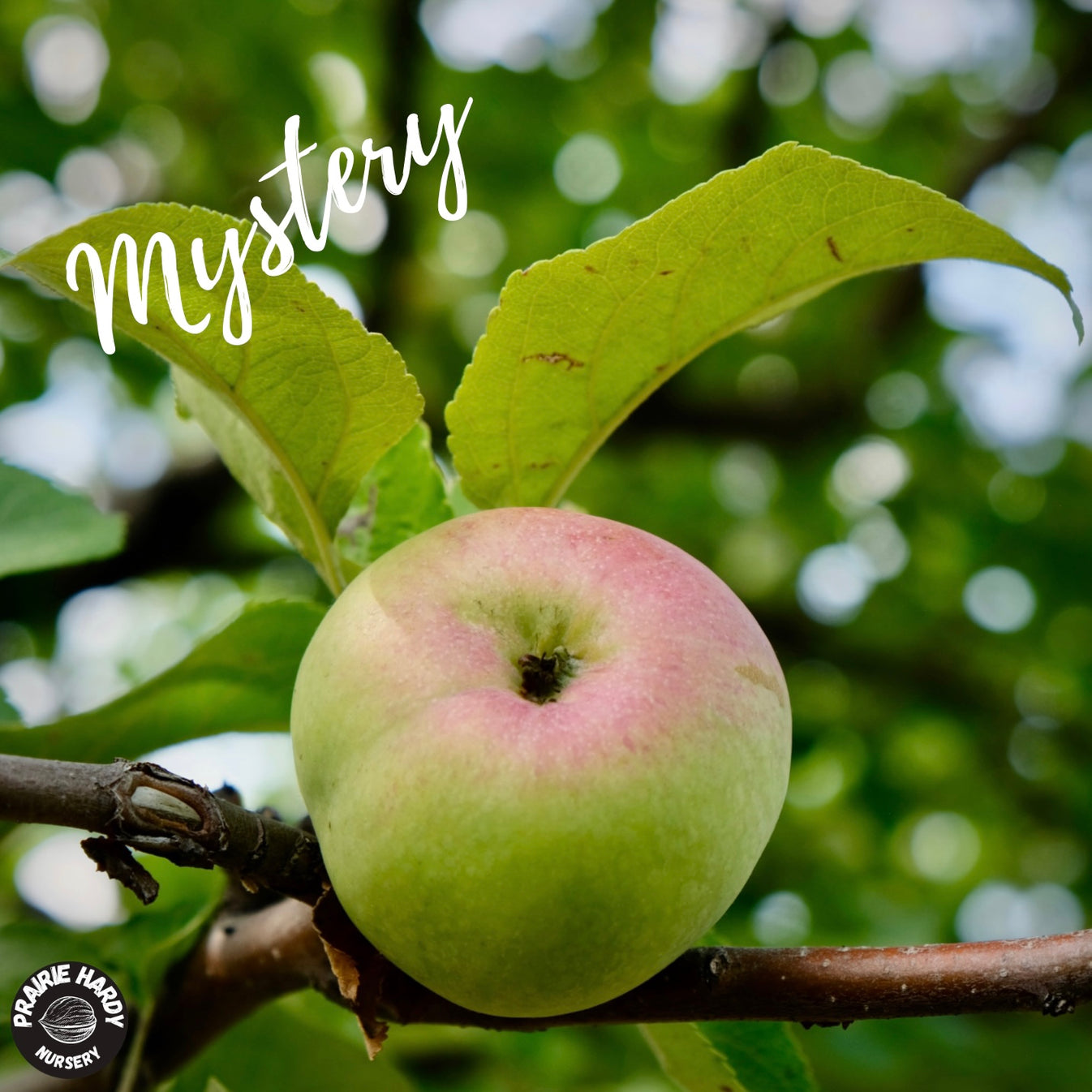 Rare and Heritage Apple Trees – Prairie Hardy Nursery