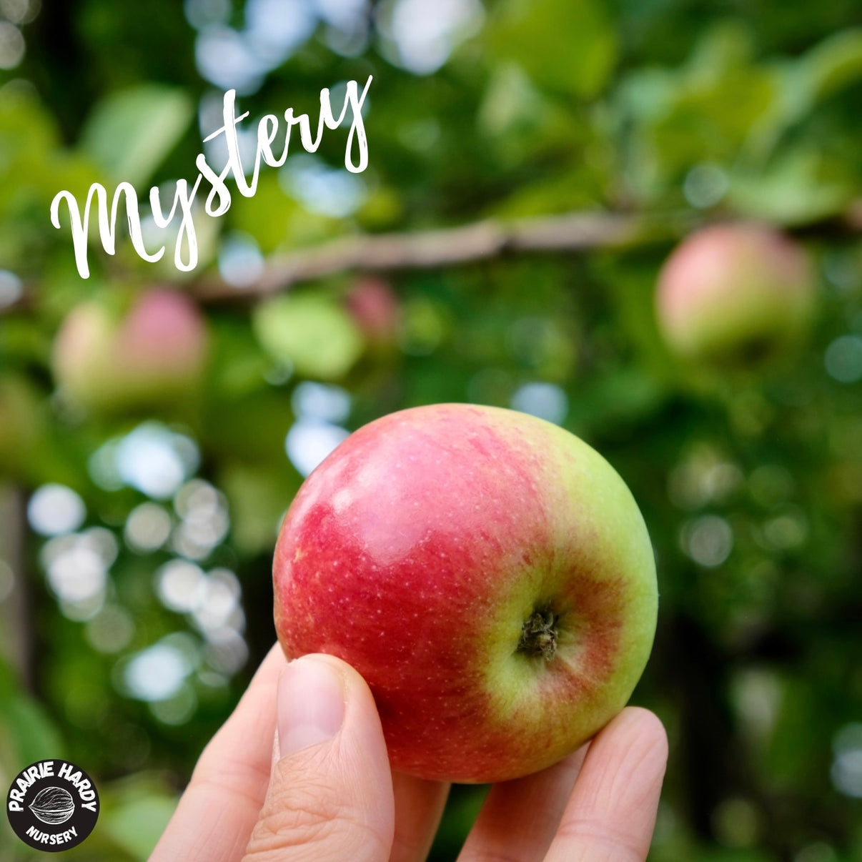 Rare and Heritage Apple Trees – Prairie Hardy Nursery