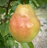 Pear Trees – Prairie Hardy Nursery