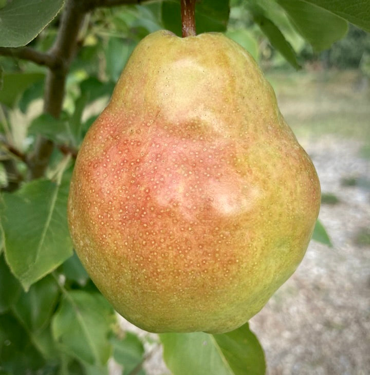 Pear Trees – Prairie Hardy Nursery