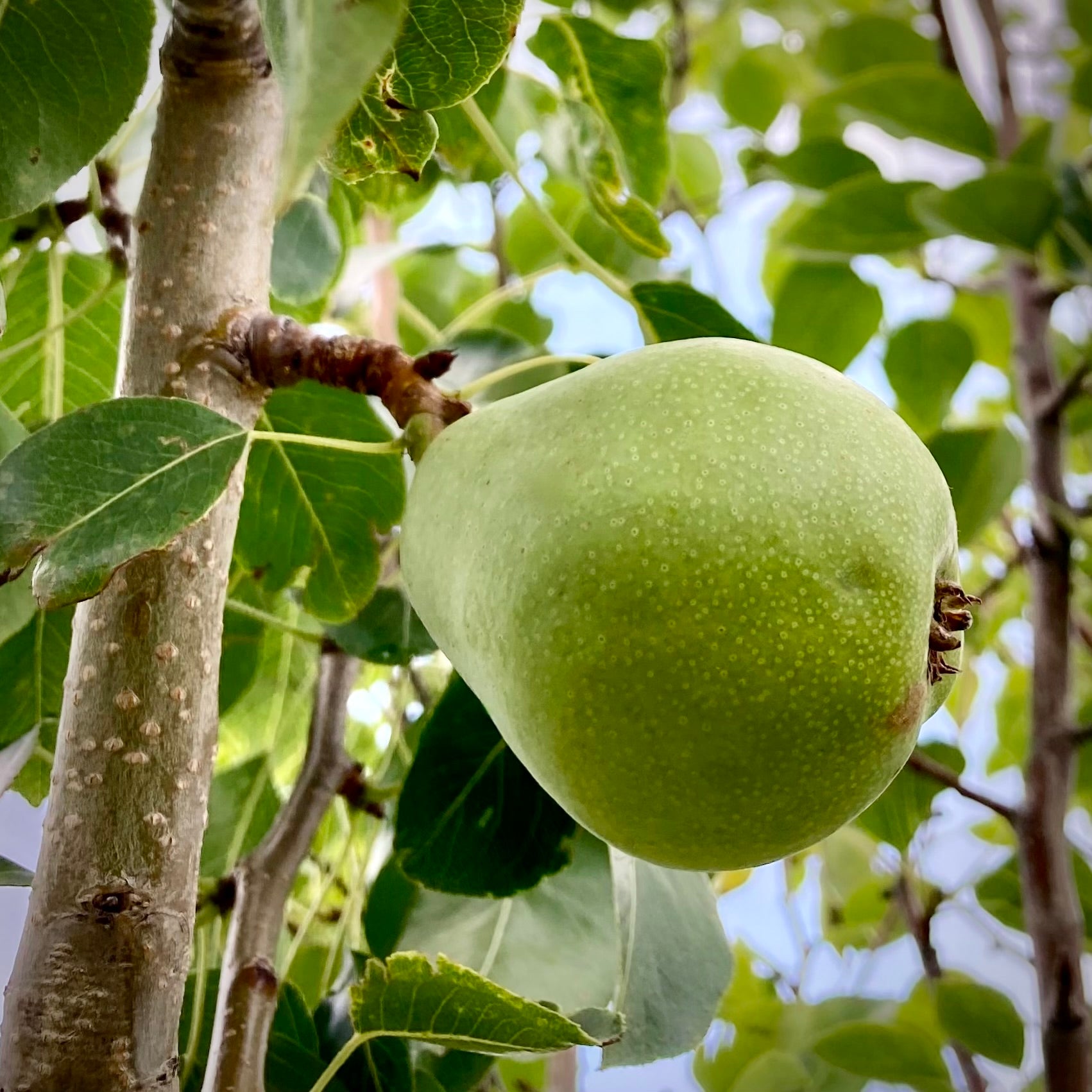 Pear Trees – Prairie Hardy Nursery