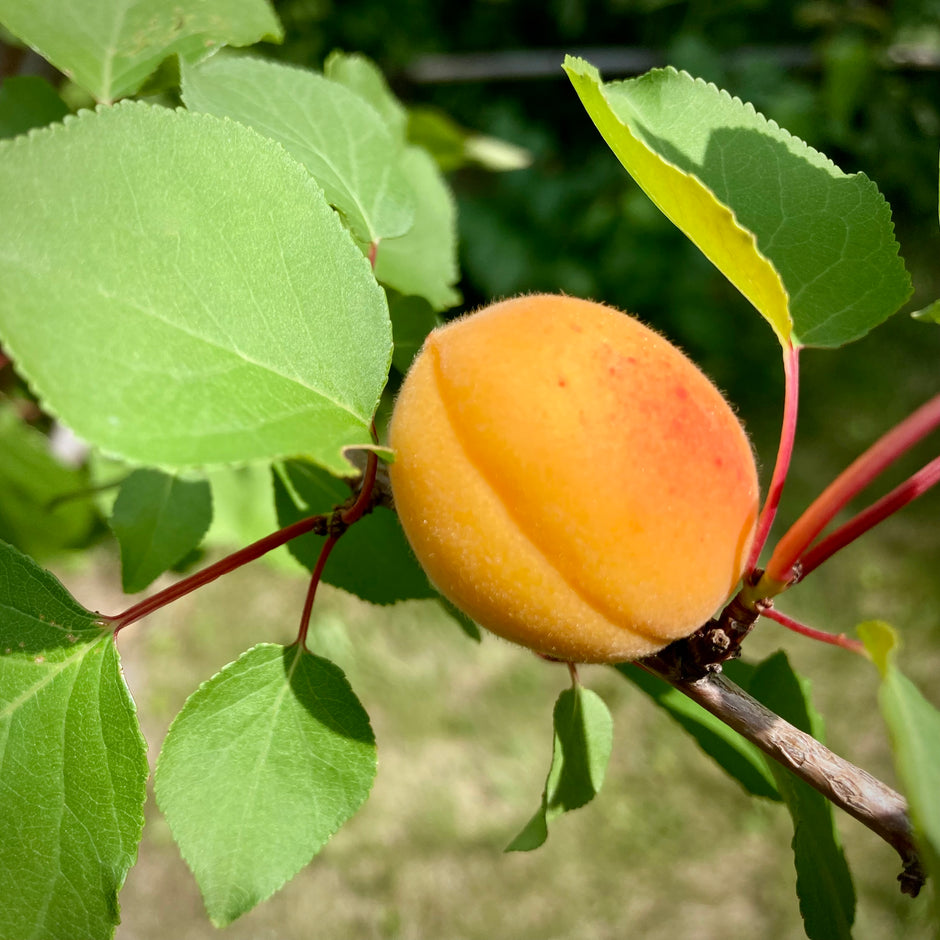 Apricot Trees – Prairie Hardy Nursery