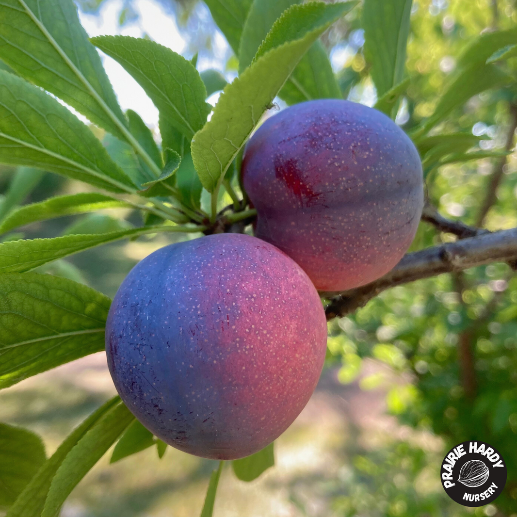 Plum Trees – Prairie Hardy Nursery
