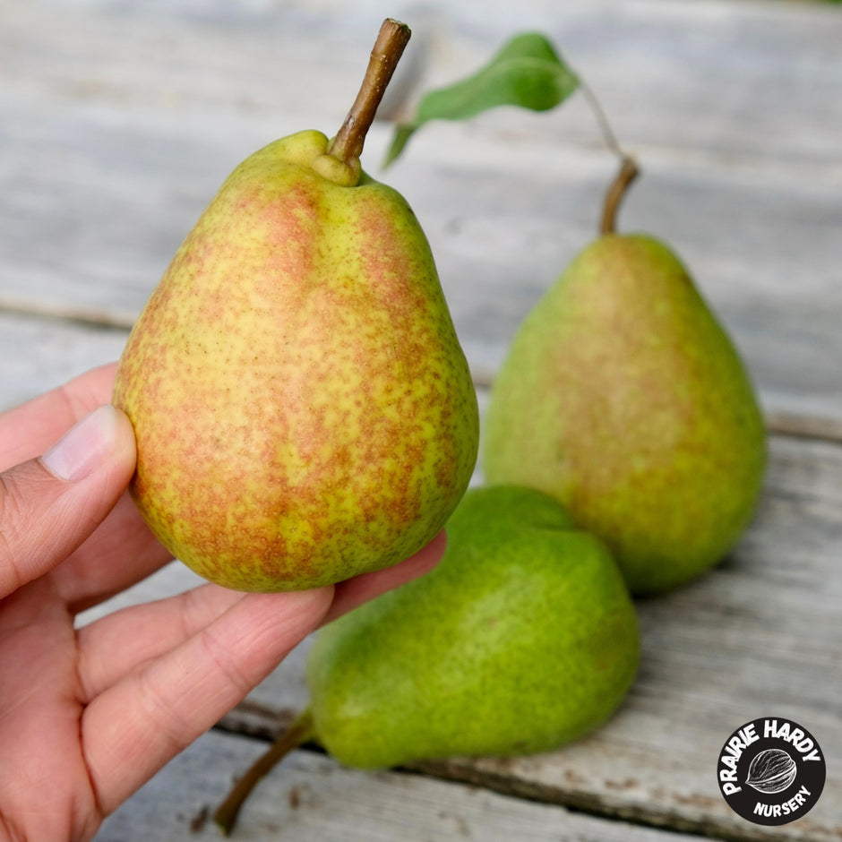 Pear Trees – Prairie Hardy Nursery