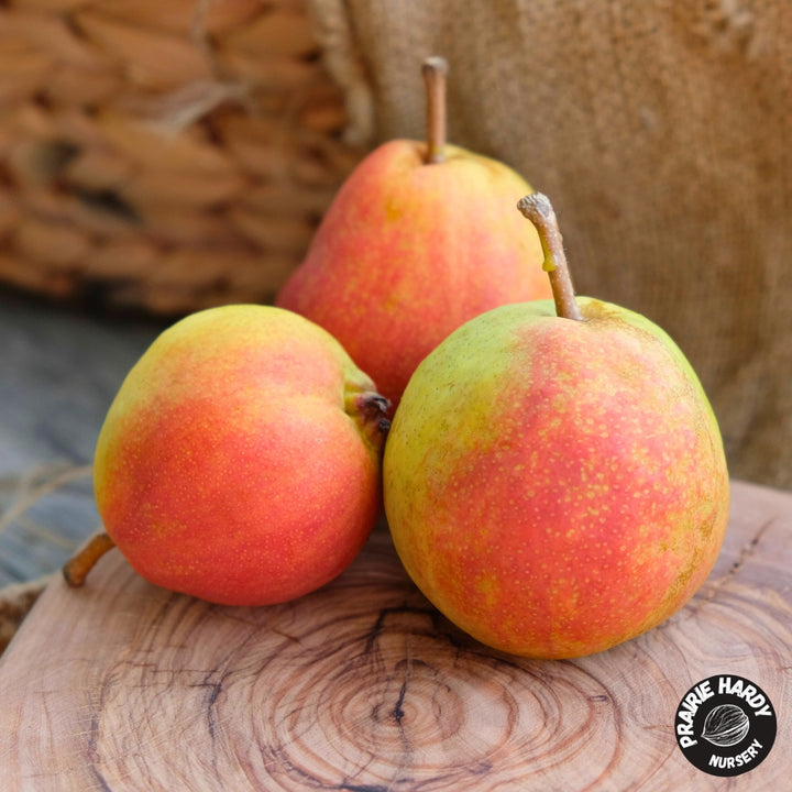 Pear Trees – Prairie Hardy Nursery