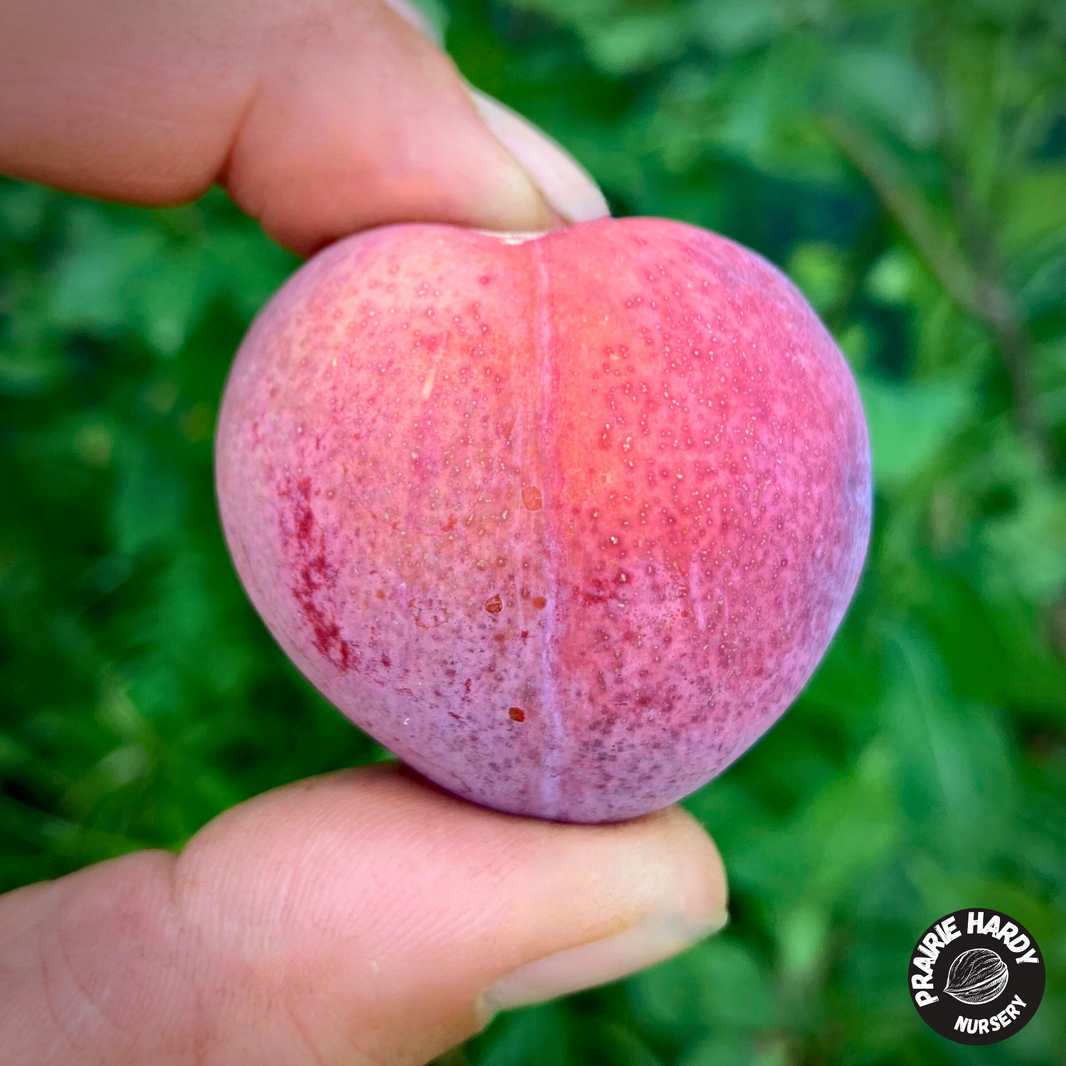Plum Trees – Prairie Hardy Nursery