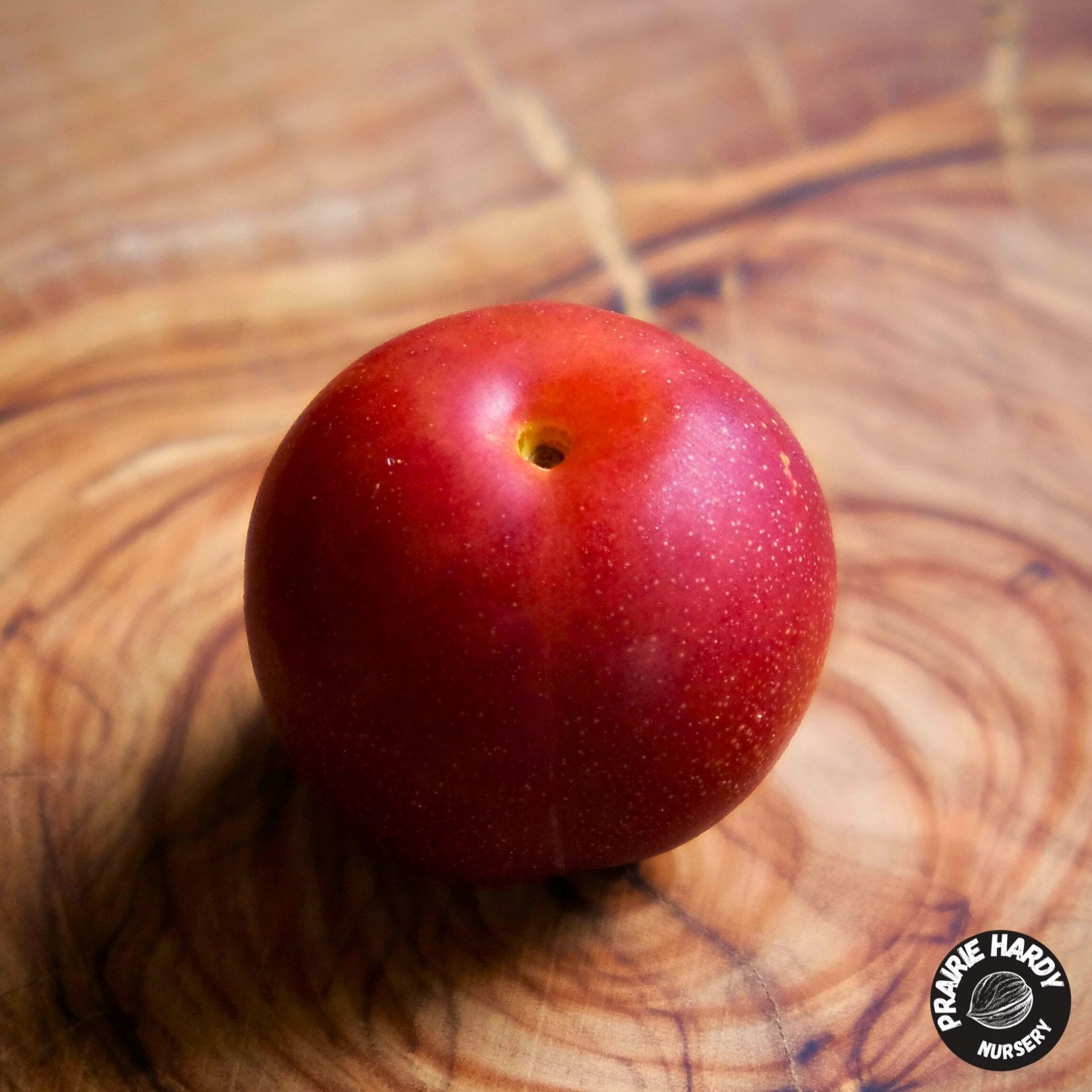 Plum Trees – Prairie Hardy Nursery