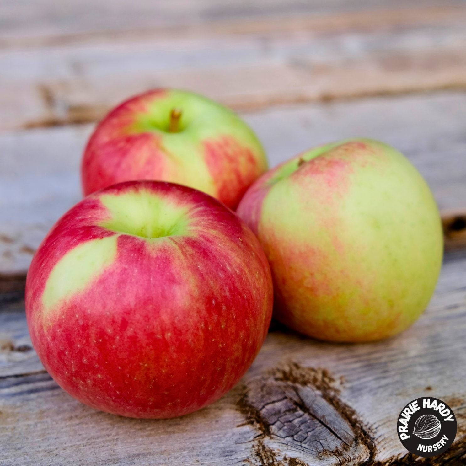 Lucky Jack Apple – Prairie Hardy Nursery