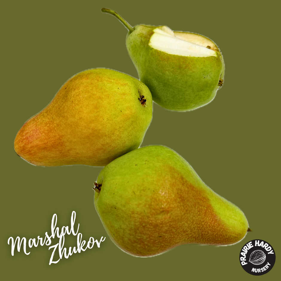 Pear Trees – Prairie Hardy Nursery