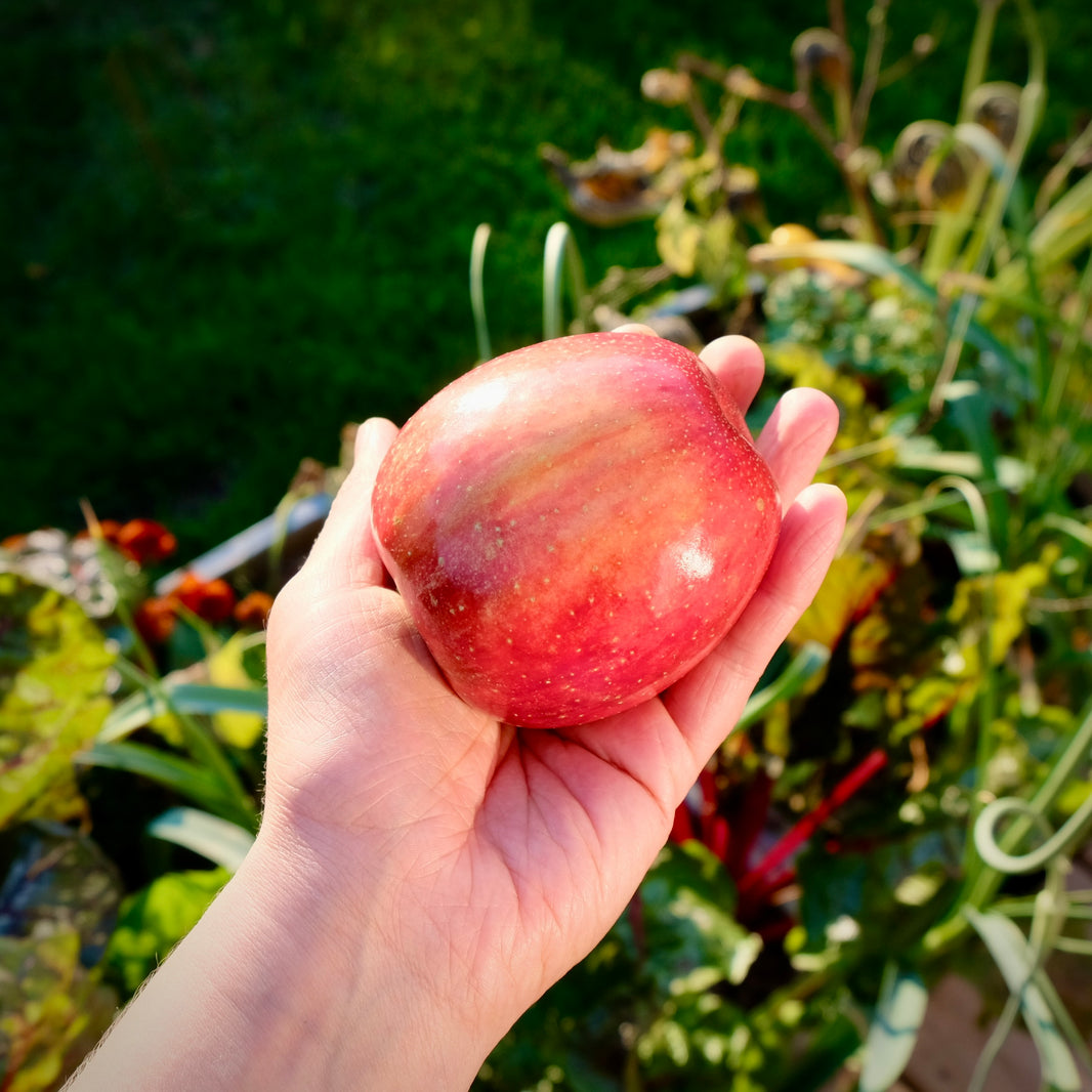 Prairie Hardy Nursery | Artisan Nursery of Edible and Unique Trees