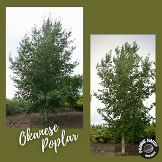 Okanese Poplar – Prairie Hardy Nursery