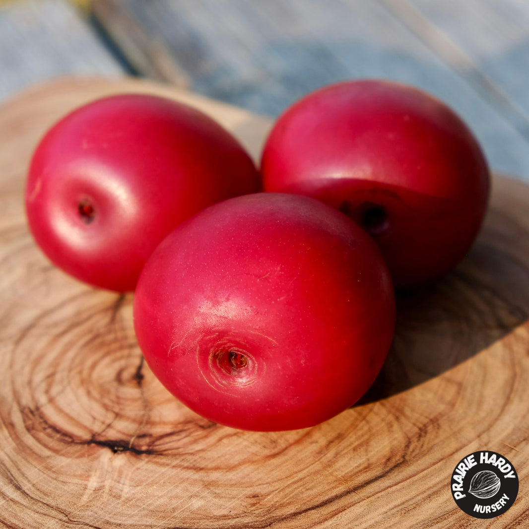 Plum Trees – Prairie Hardy Nursery